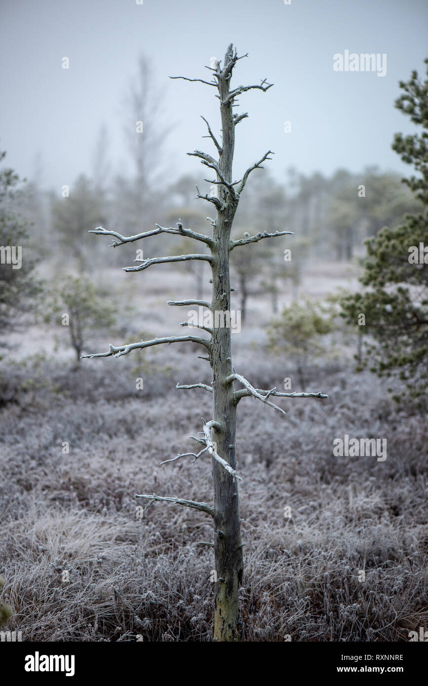 frozen tree branches in winter with blur background Stock Photo - Alamy