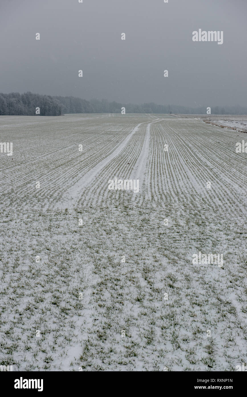 empty textured field in winter countryside under snow white sky Stock ...