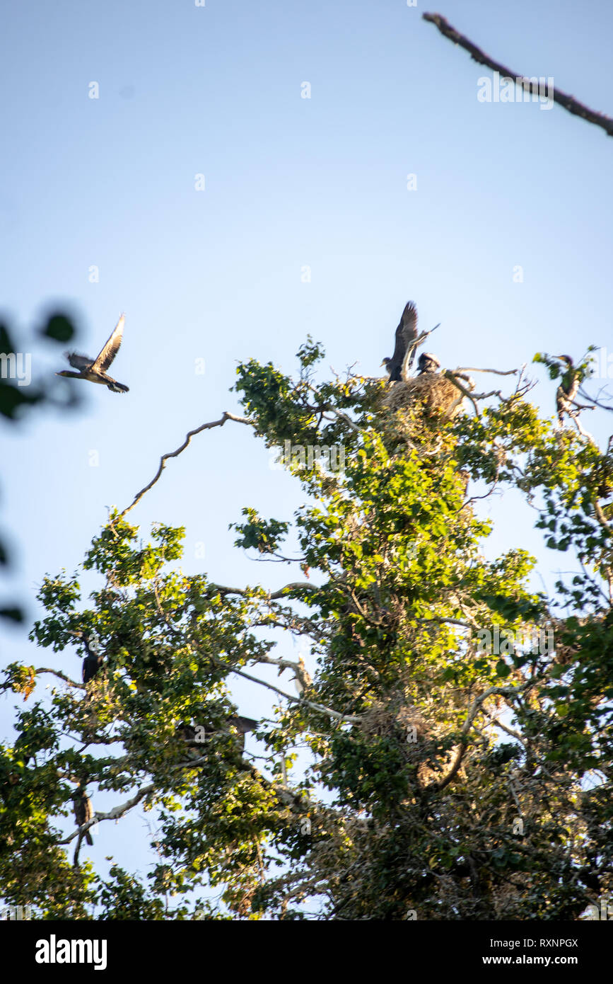 flock of parasite birds nesting in high trees and destroying fish in ...