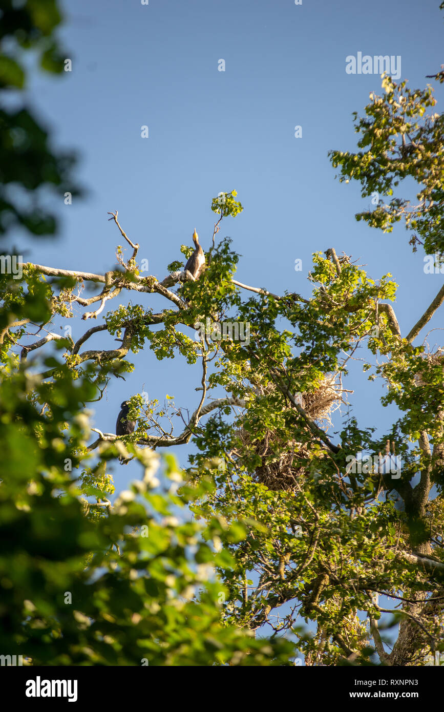 flock of parasite birds nesting in high trees and destroying fish in ...