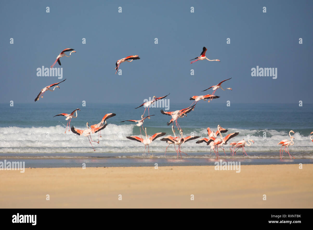swarm of flying Flamingos in the De Mond coastal nature reserve, South ...