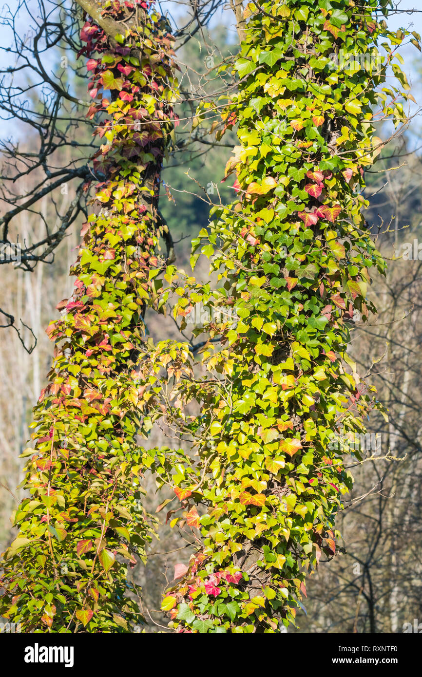 Ivy creeper (Hedera) growing and climbing up a tree trunk in Winter in ...