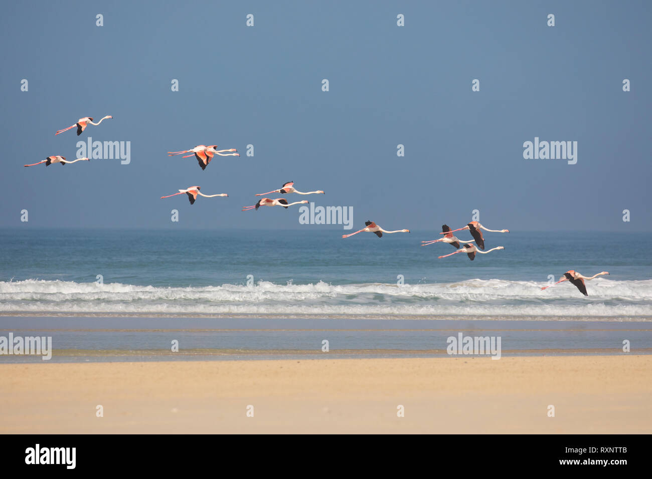 swarm of flying Flamingos in the De Mond coastal nature reserve, South ...