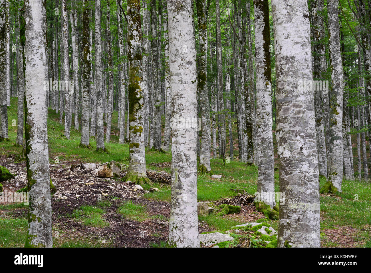 the beauty of the forest and the colors of Spring Stock Photo - Alamy