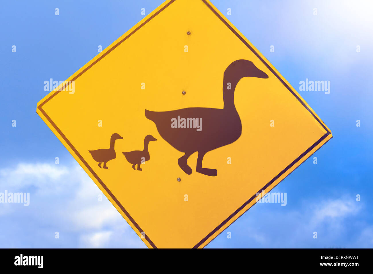 Duck crossing warning road sign. Yellow sign on the sky background ...
