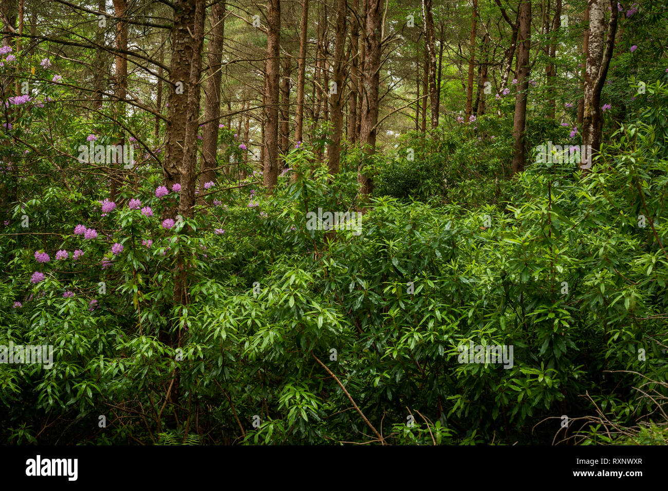 Invasive evergreen hi-res stock photography and images - Alamy