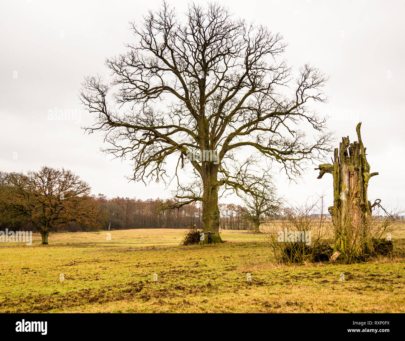 Oak tree old farm building hi-res stock photography and images - Alamy
