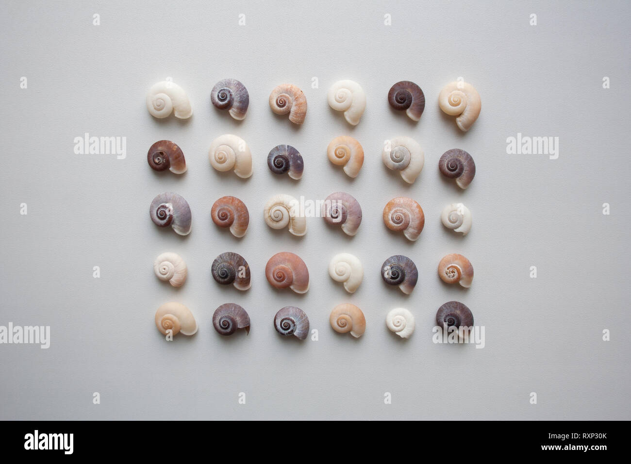 Spiral seashells pattern isolated on white background from a high angle ...