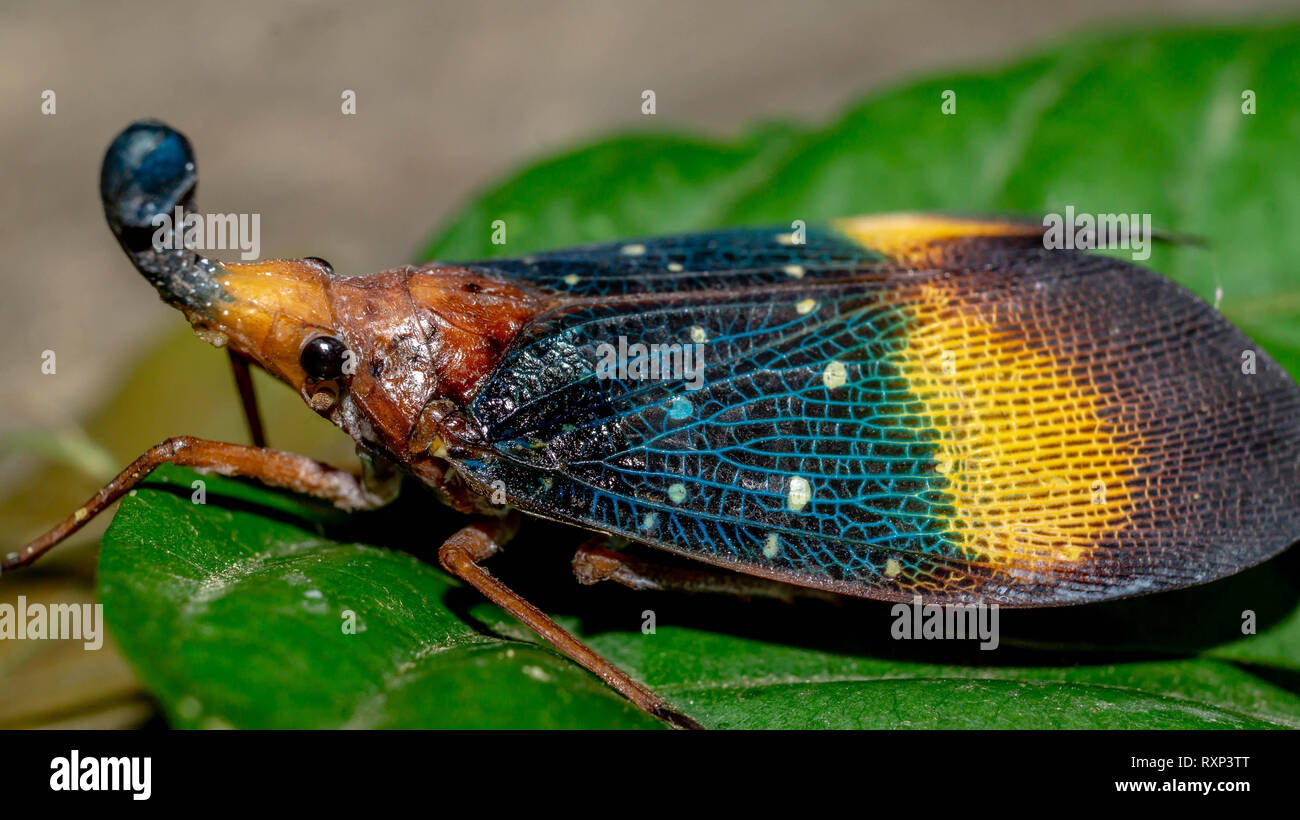 closeup of lantern bug (Pyrops sp), called by native tribe of Borneo ...