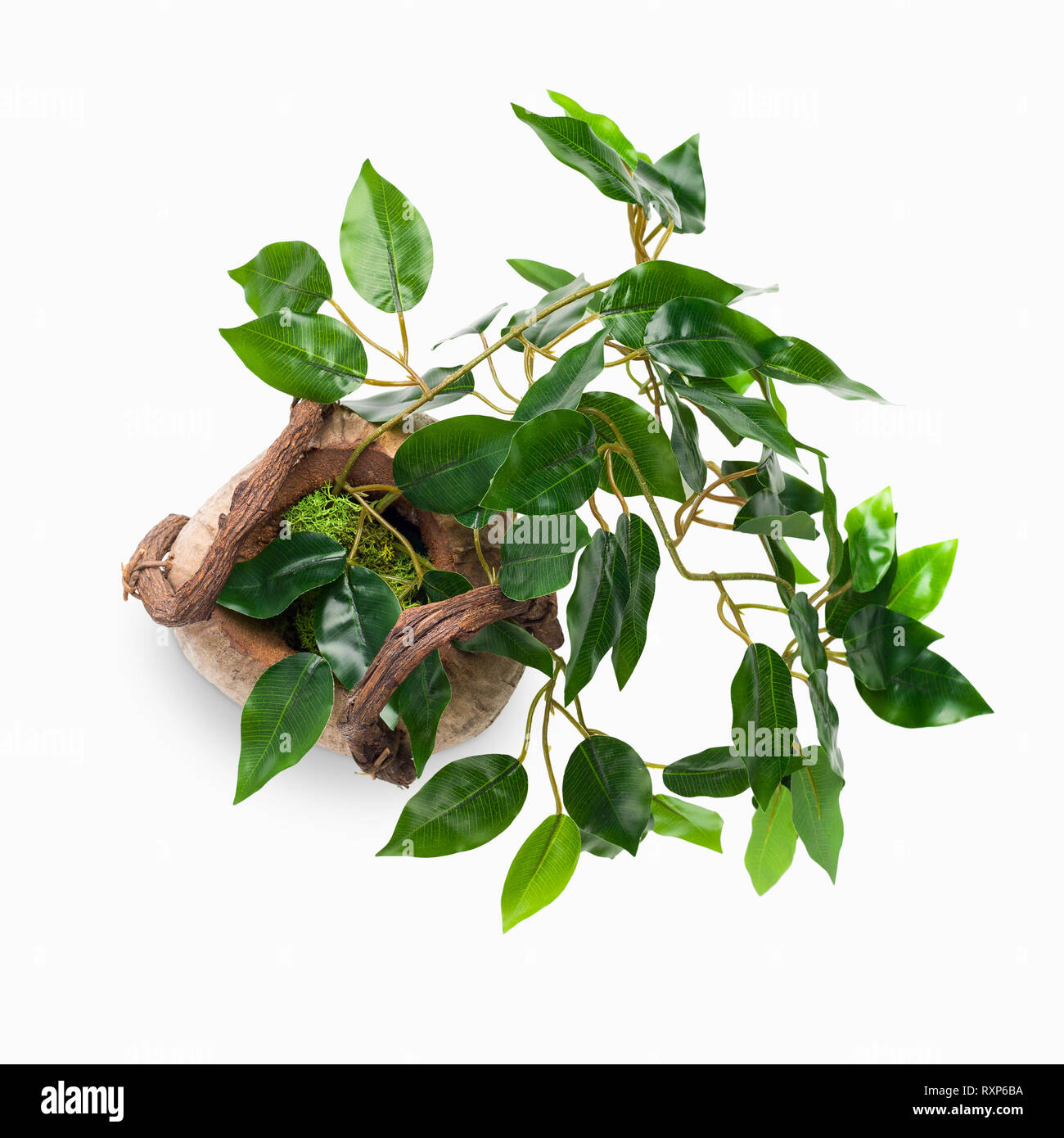 Small decorative tree in Cut Out Stock Images & Pictures - Alamy