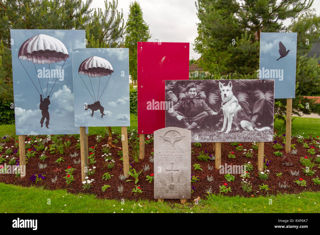 War dog hi-res stock photography and images - Alamy