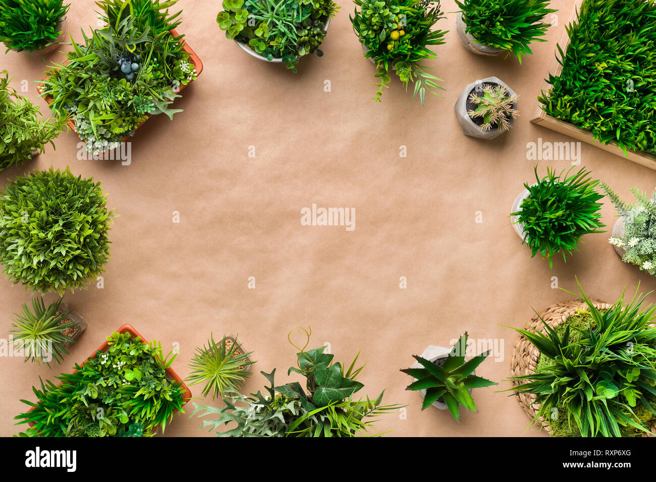 Frame of various decorative plants in pots on craft paper Stock Photo ...