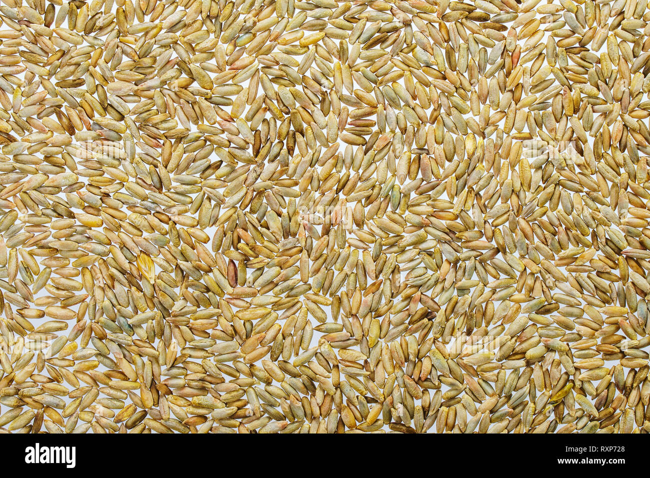 Corn Grain Texture High Resolution Stock Photography and Images - Alamy
