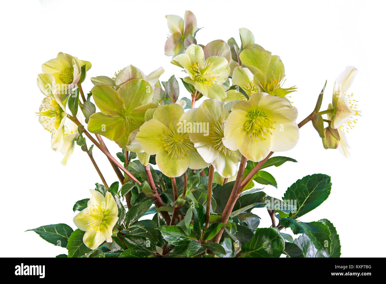 Closeup of an isolated yellow christmas rose flower with many blossoms ...