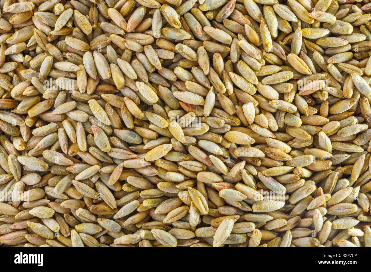 Wheat Grain Background Close Up. Grain Cereal Background Texture Stock ...