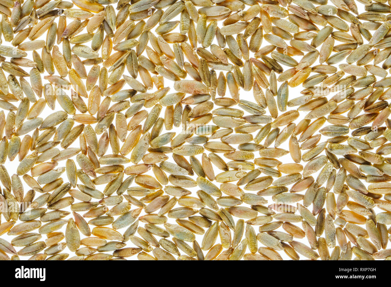 Wheat Grain Flat Lay Blank Background on Wwite. Grain Cereal Background ...