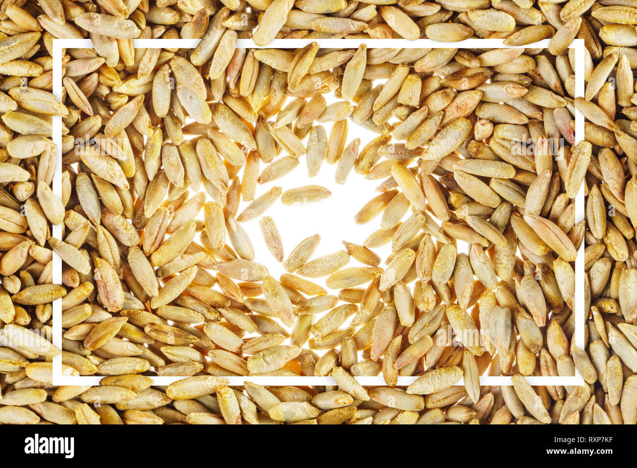 Wheat Grain Texture with White Frame. Close Up Blank Background Stock ...