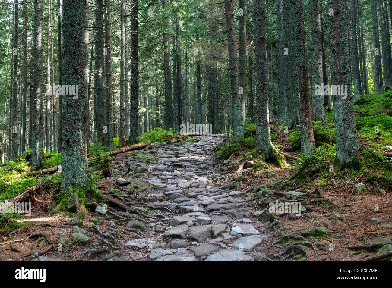 Narrow path in amazing forest hi-res stock photography and images - Alamy