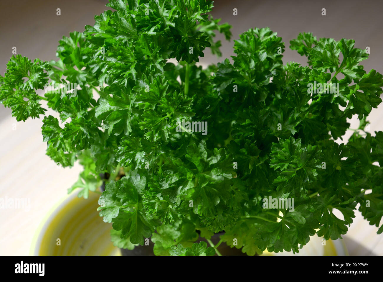green and fresh parsley planted in a pot and ready for harvest ...