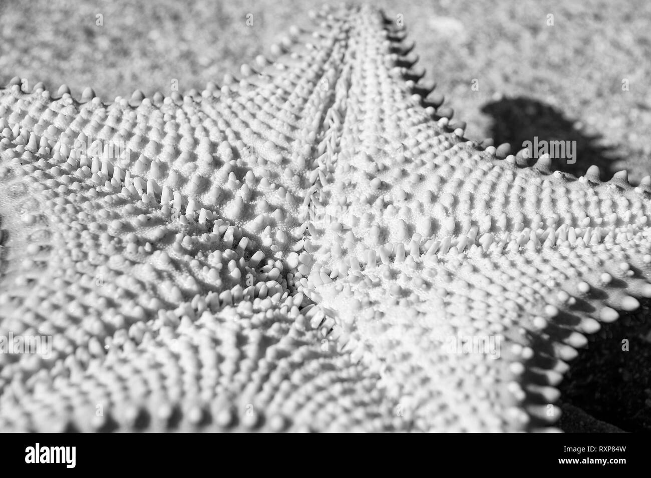 Starfish Black and White Stock Photos & Images - Alamy