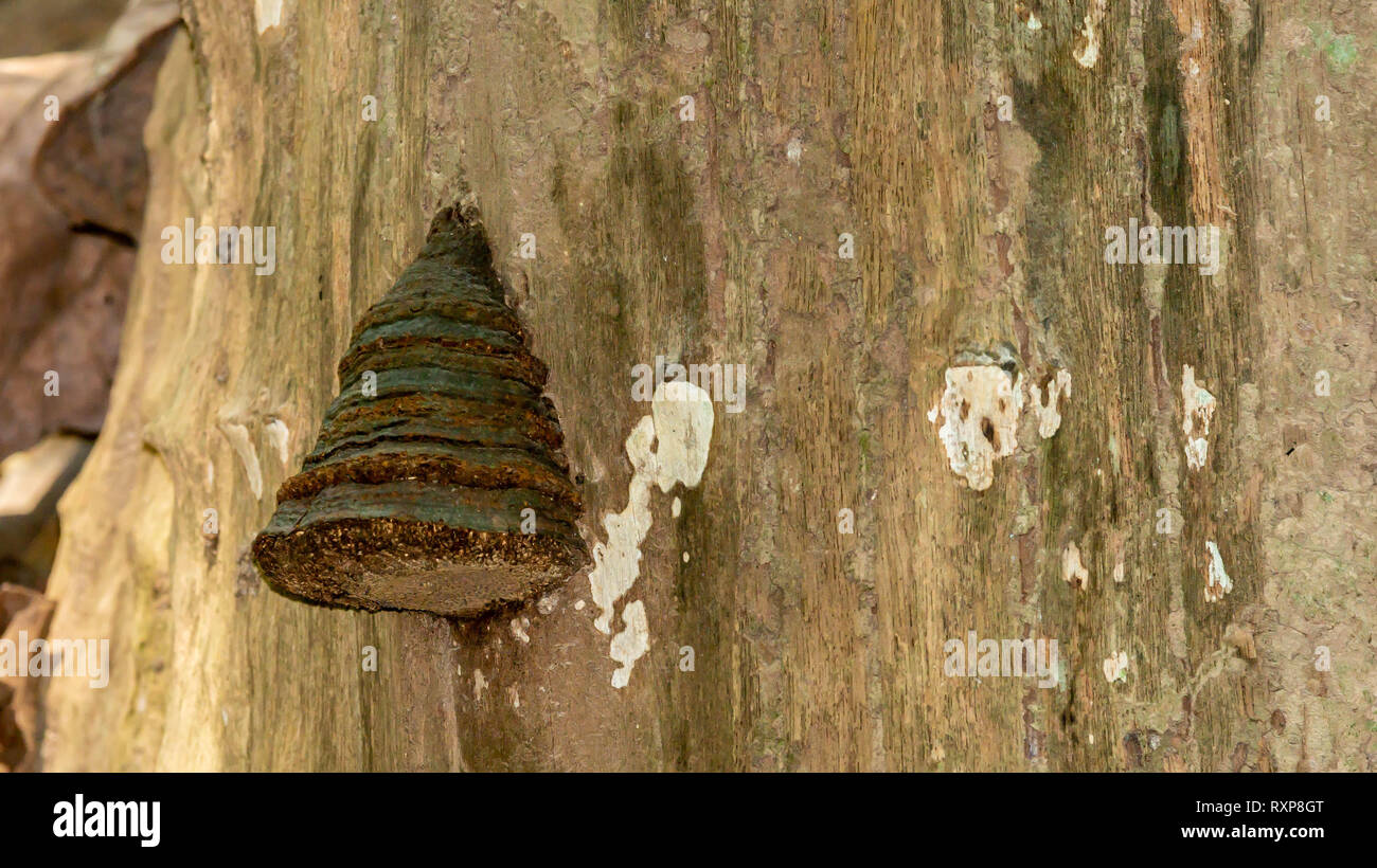 cone beehive attached on the trunk of a wood in the forest Stock Photo ...