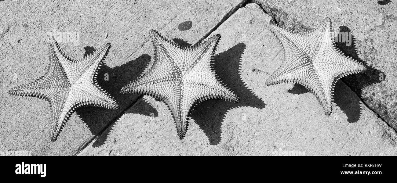 beautiful three caribbean starfish orange color on grey cement ...