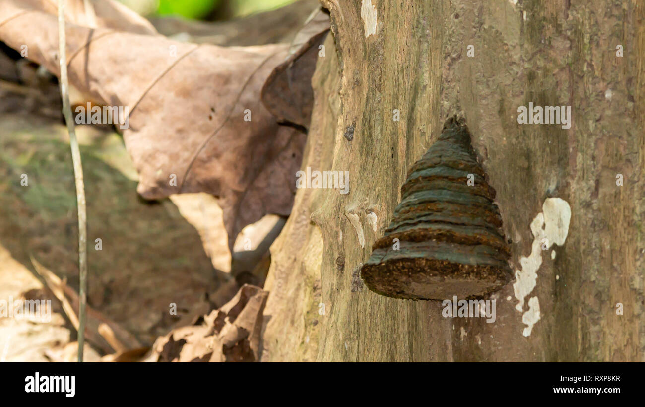 cone beehive attached on the trunk of a wood in the forest Stock Photo ...