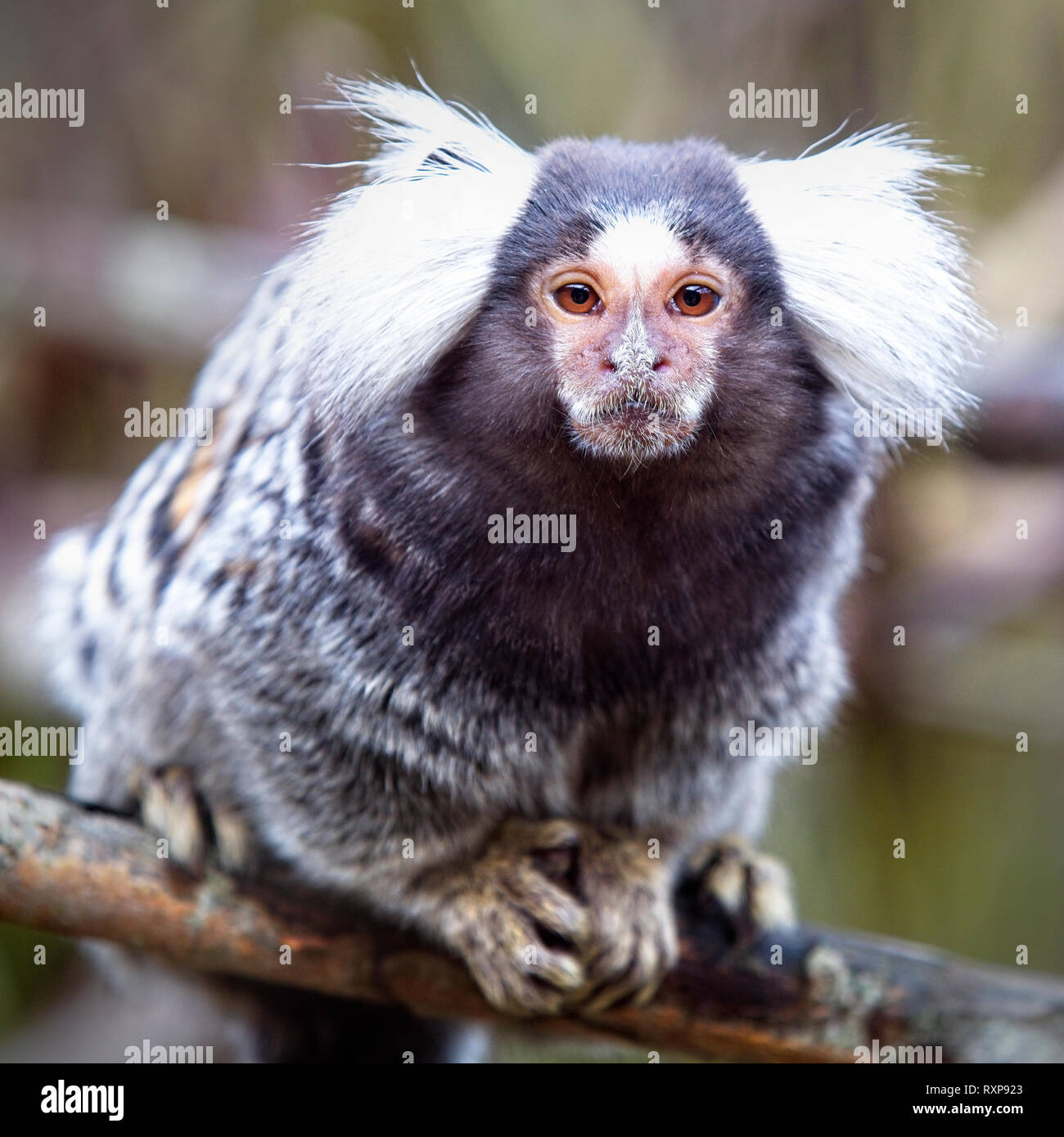 Marmoset face hi-res stock photography and images - Alamy