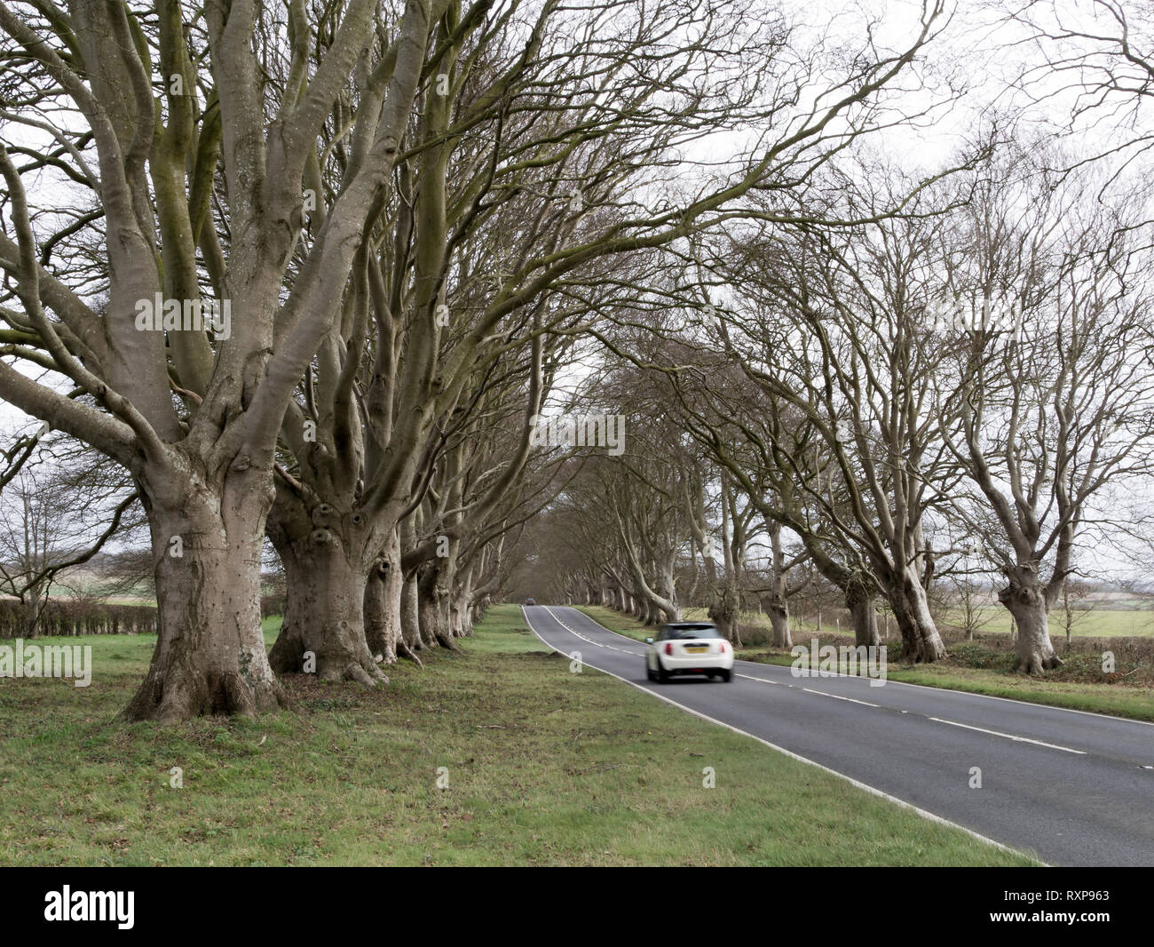 Beech tree lined road hi-res stock photography and images - Alamy