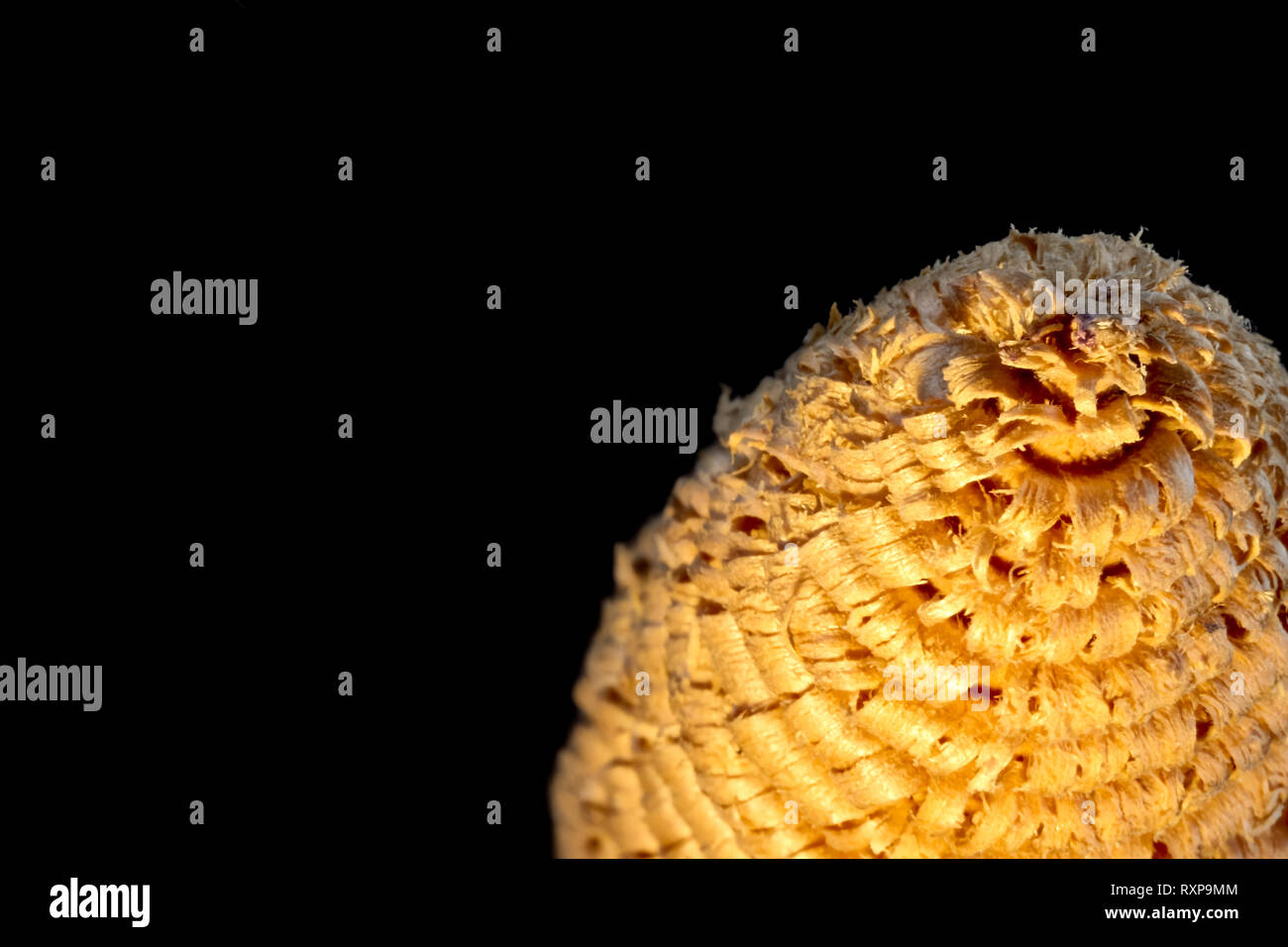 Tree carving hi-res stock photography and images - Alamy