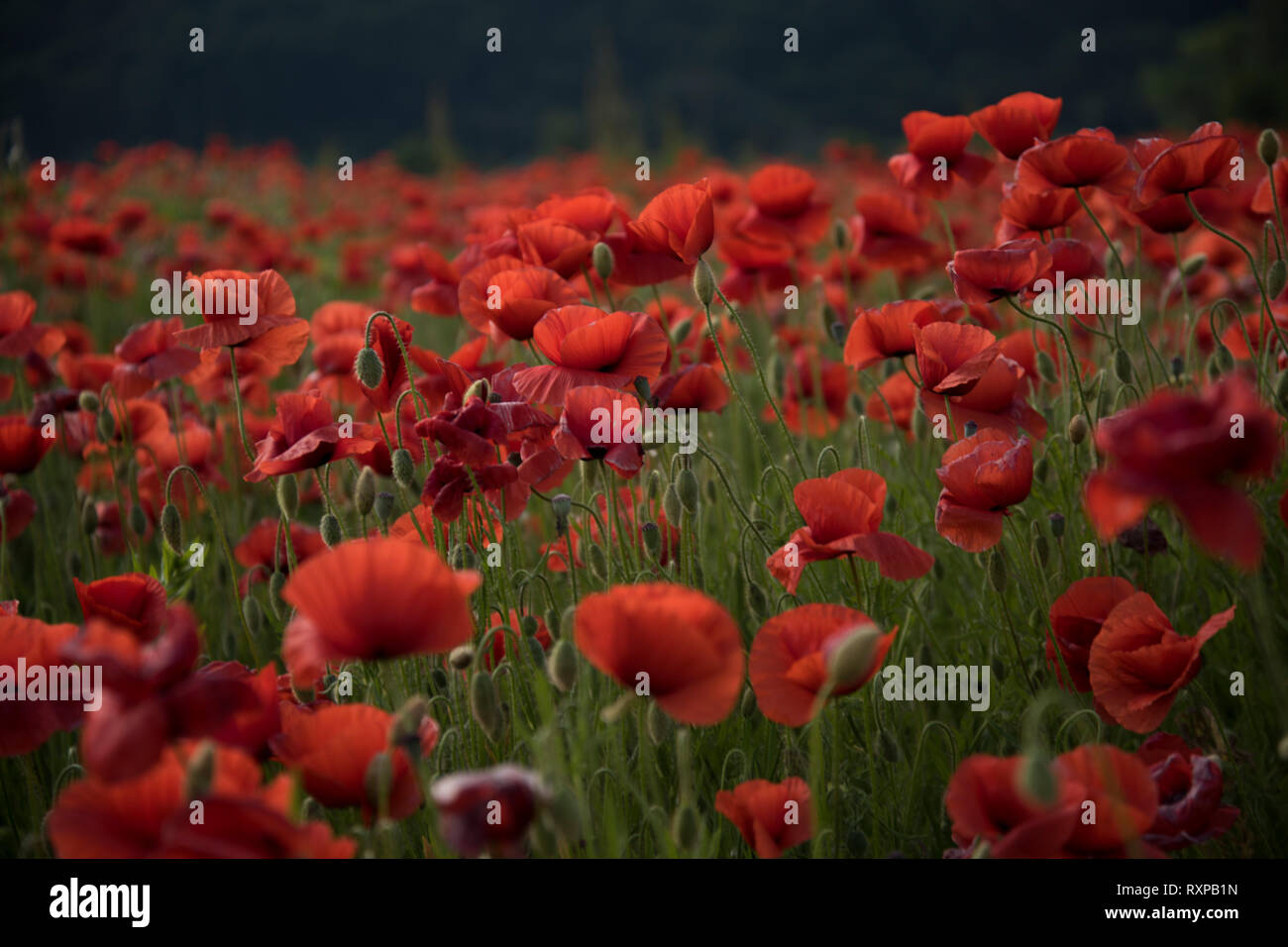 The remembrance poppy - poppy appeal Stock Photo - Alamy