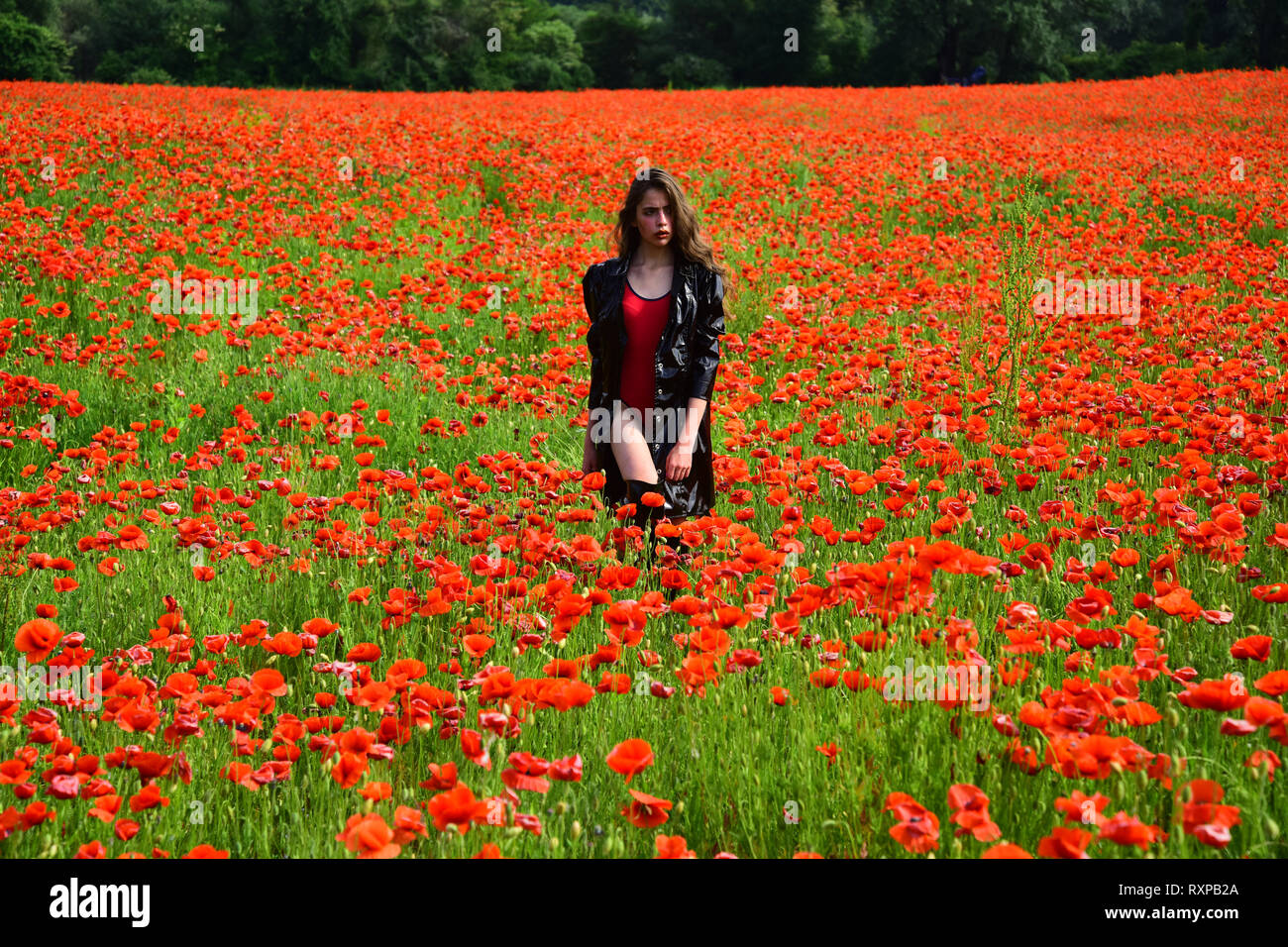 Poppy, Remembrance day, Anzac Day Stock Photo - Alamy