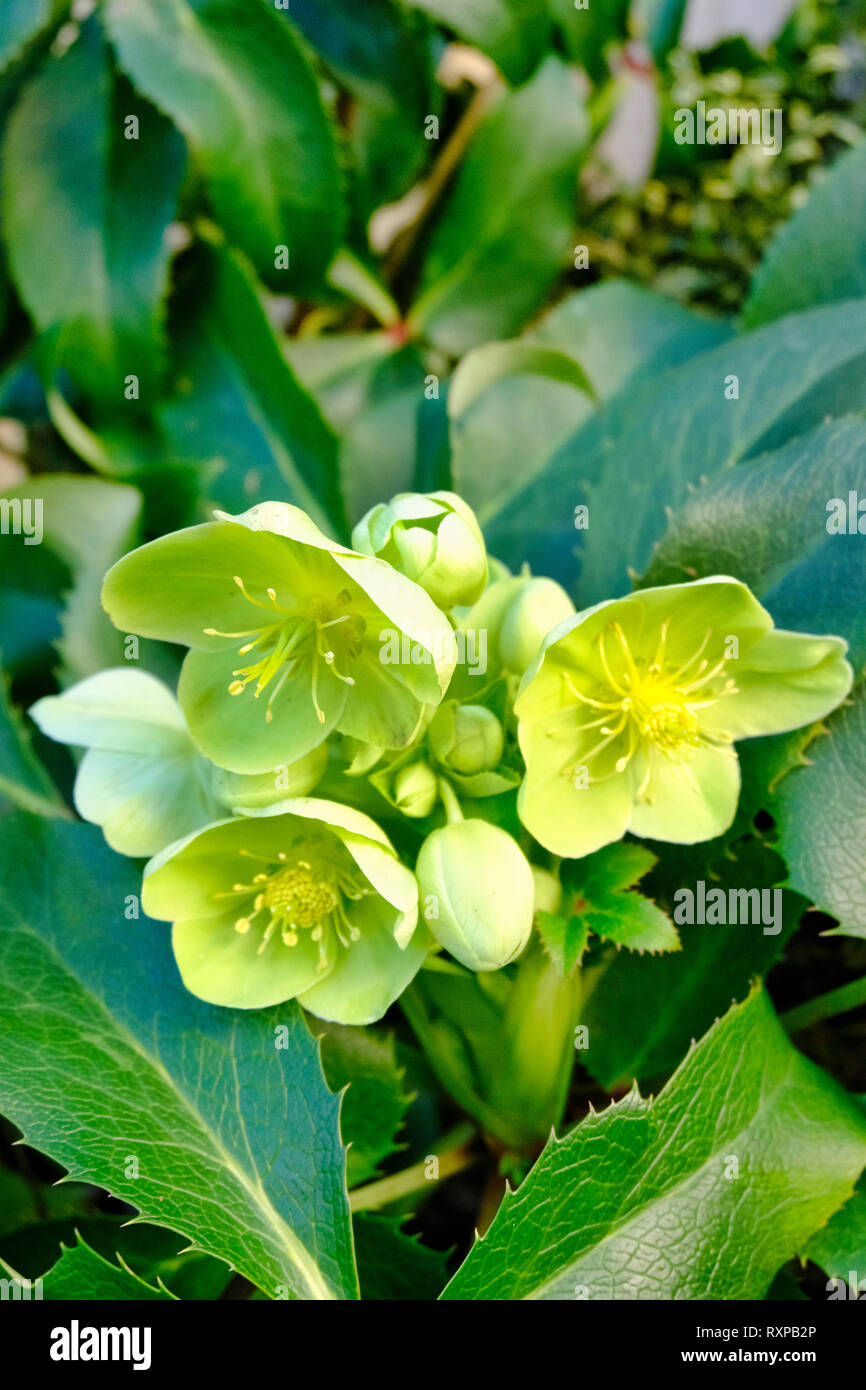 Green-flowered Hellebores (Helleborus viridis) blooming in early Spring ...