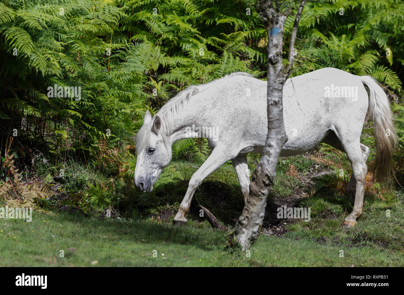A portrait of a wild New Forest pony, one of the recognised mountain ...
