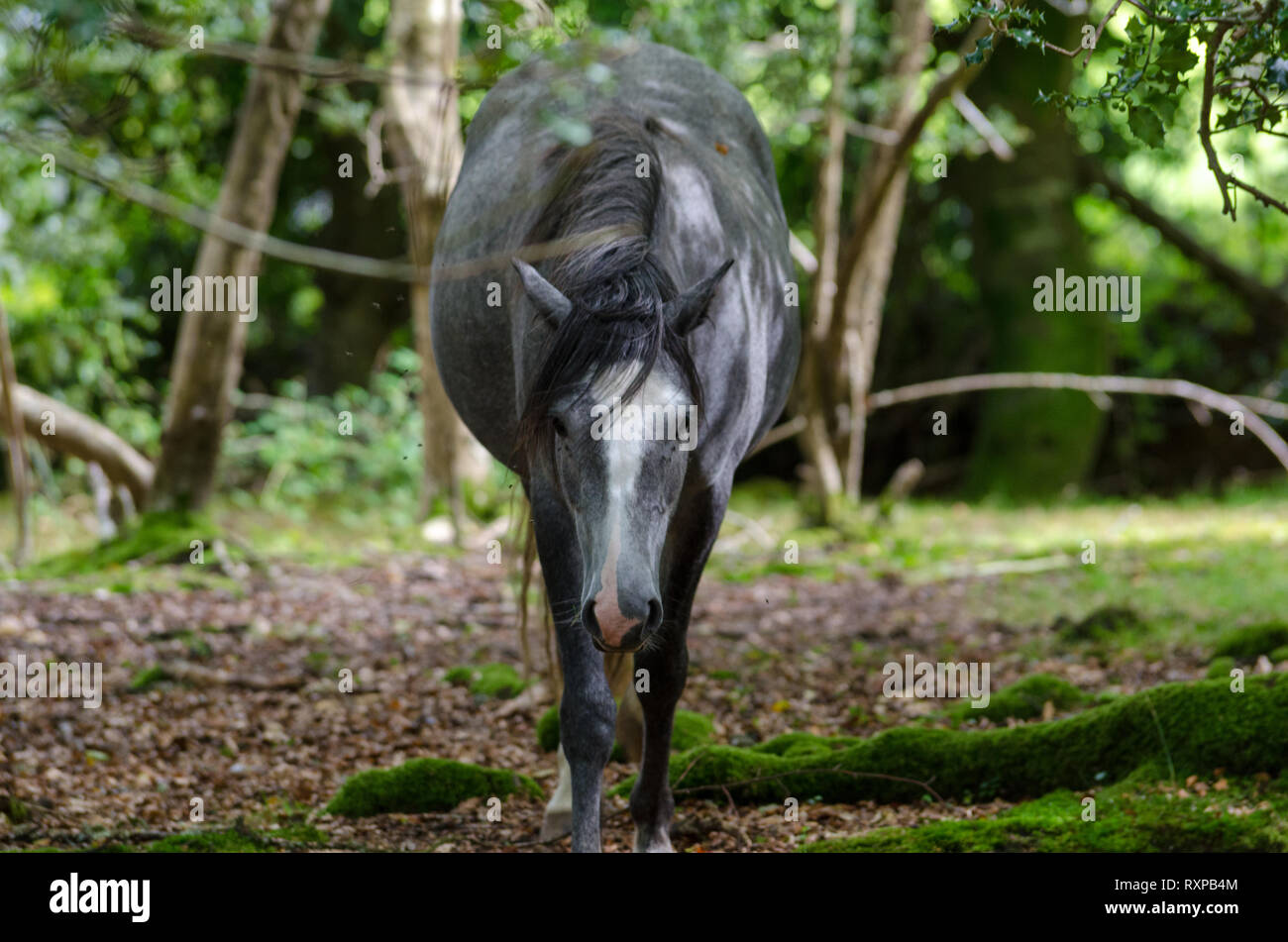 A portrait of a wild New Forest pony, one of the recognised mountain ...