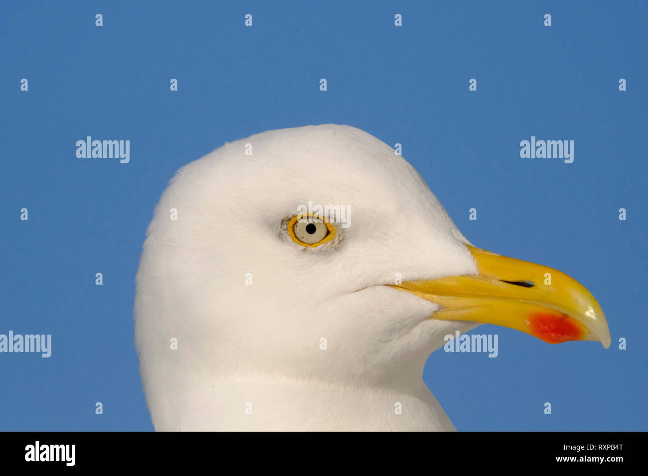 Adult seagull hi-res stock photography and images - Alamy