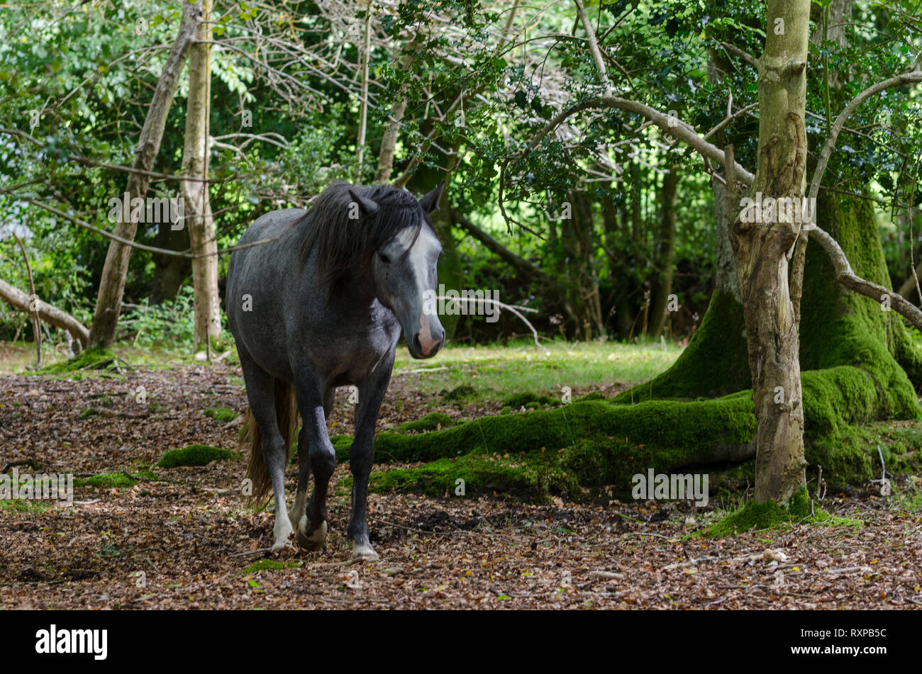 A portrait of a wild New Forest pony, one of the recognised mountain ...
