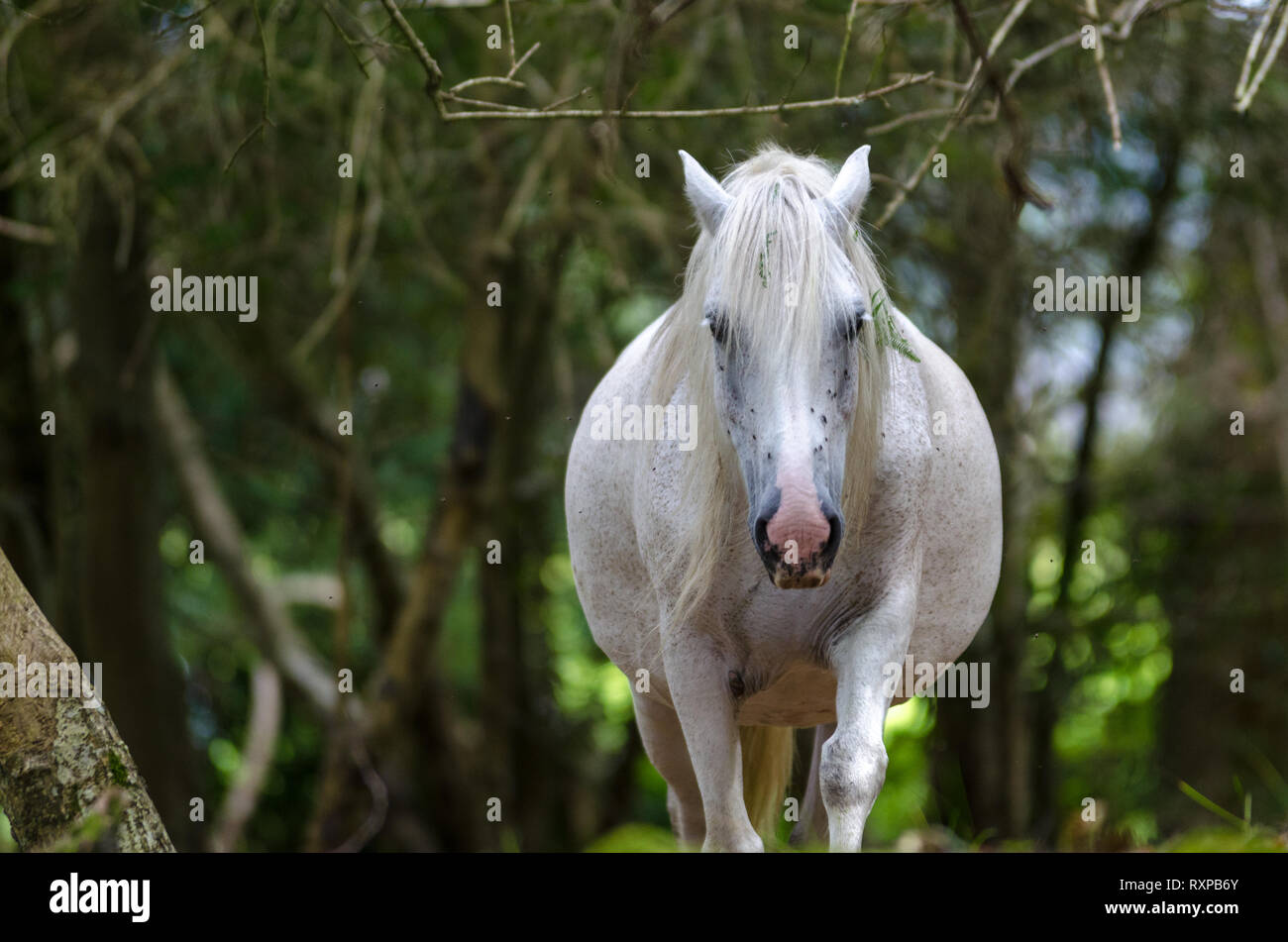 A portrait of a wild New Forest pony, one of the recognised mountain ...
