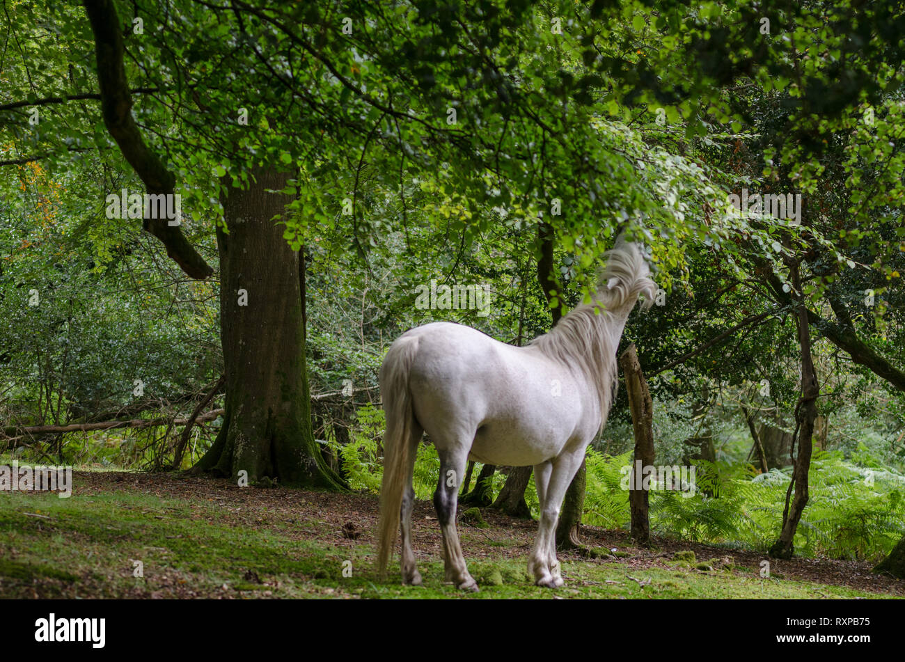 A portrait of a wild New Forest pony, one of the recognised mountain ...