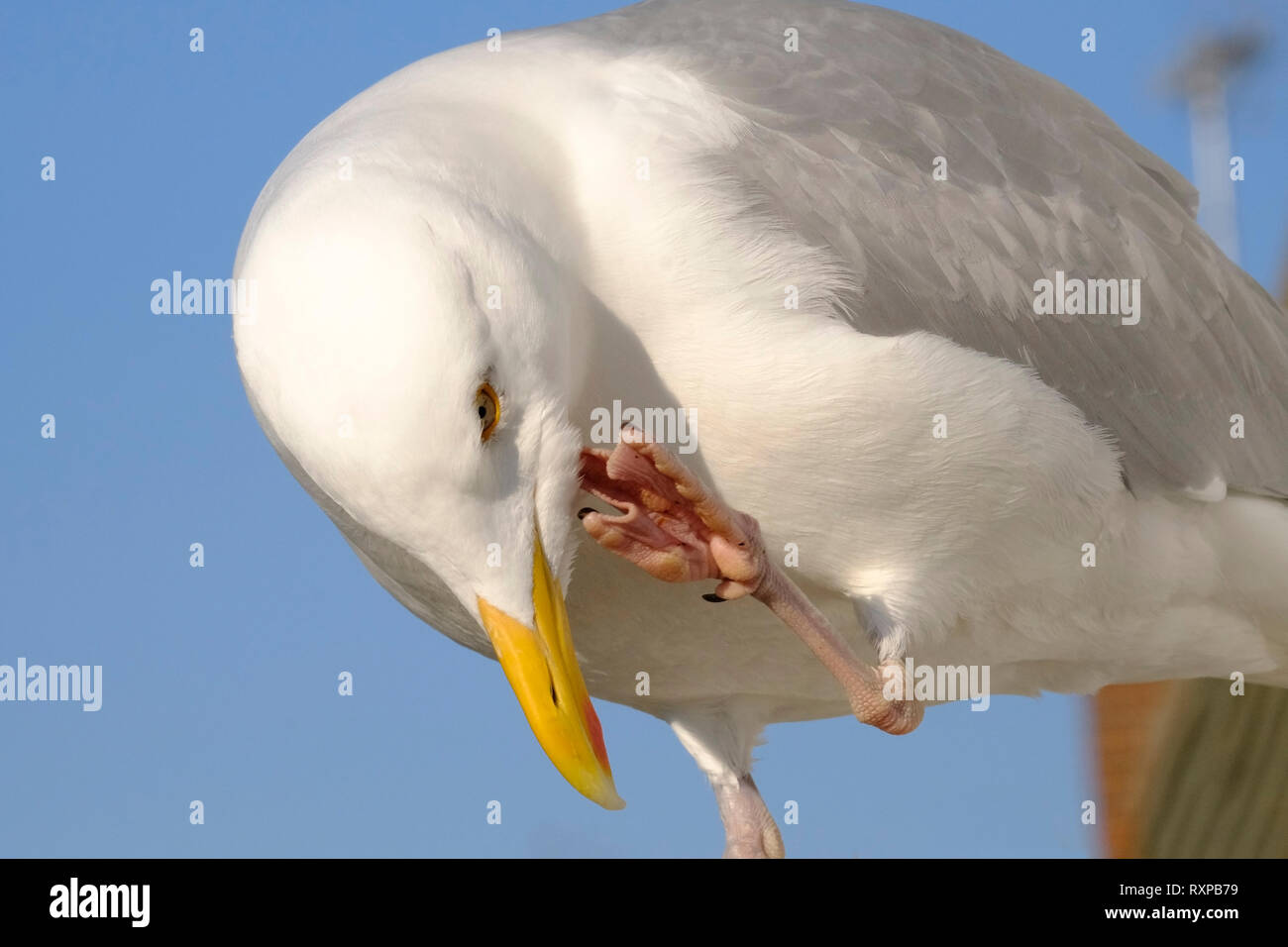 Webbed bird feet hi-res stock photography and images - Alamy