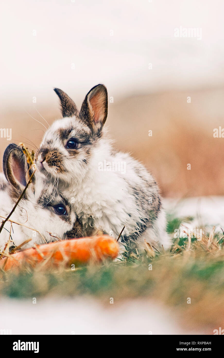 Cute bunny hi-res stock photography and images - Alamy
