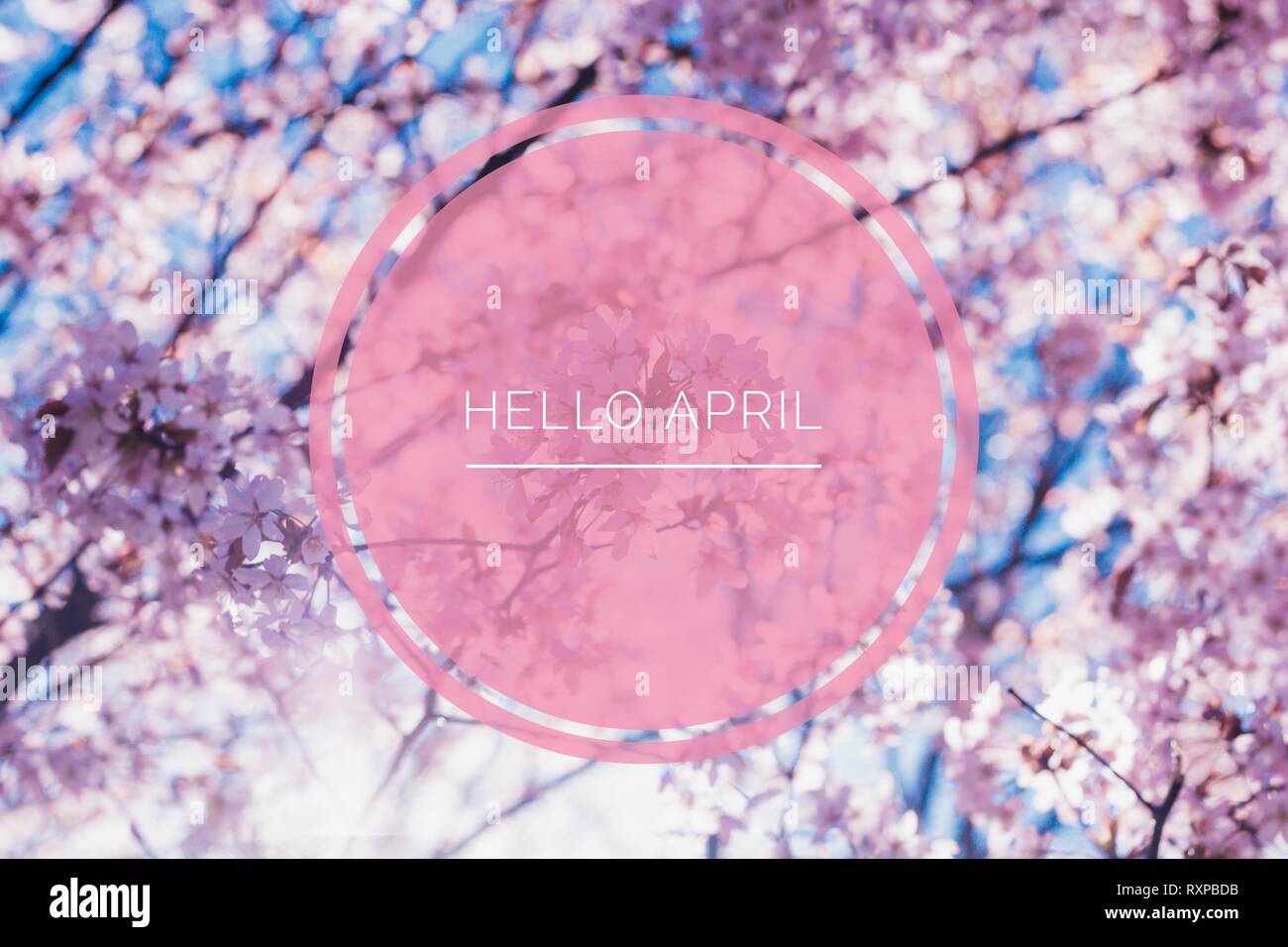 Banner hello april. Hi spring. Hello April. Welcome card We are waiting ...