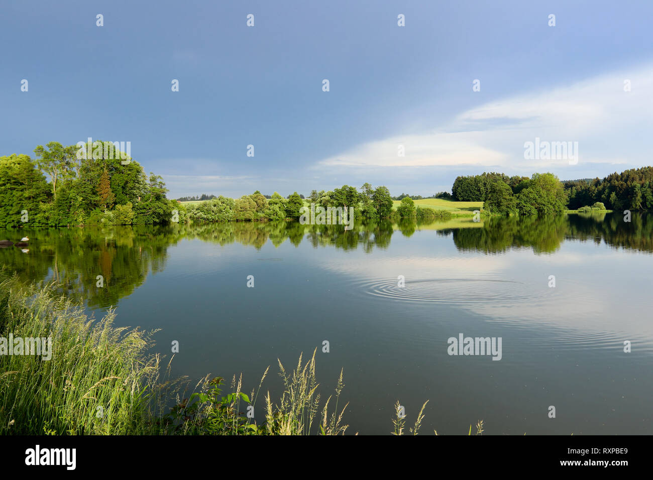 Peaceful country scene - pond in the early evening light, Horni ...