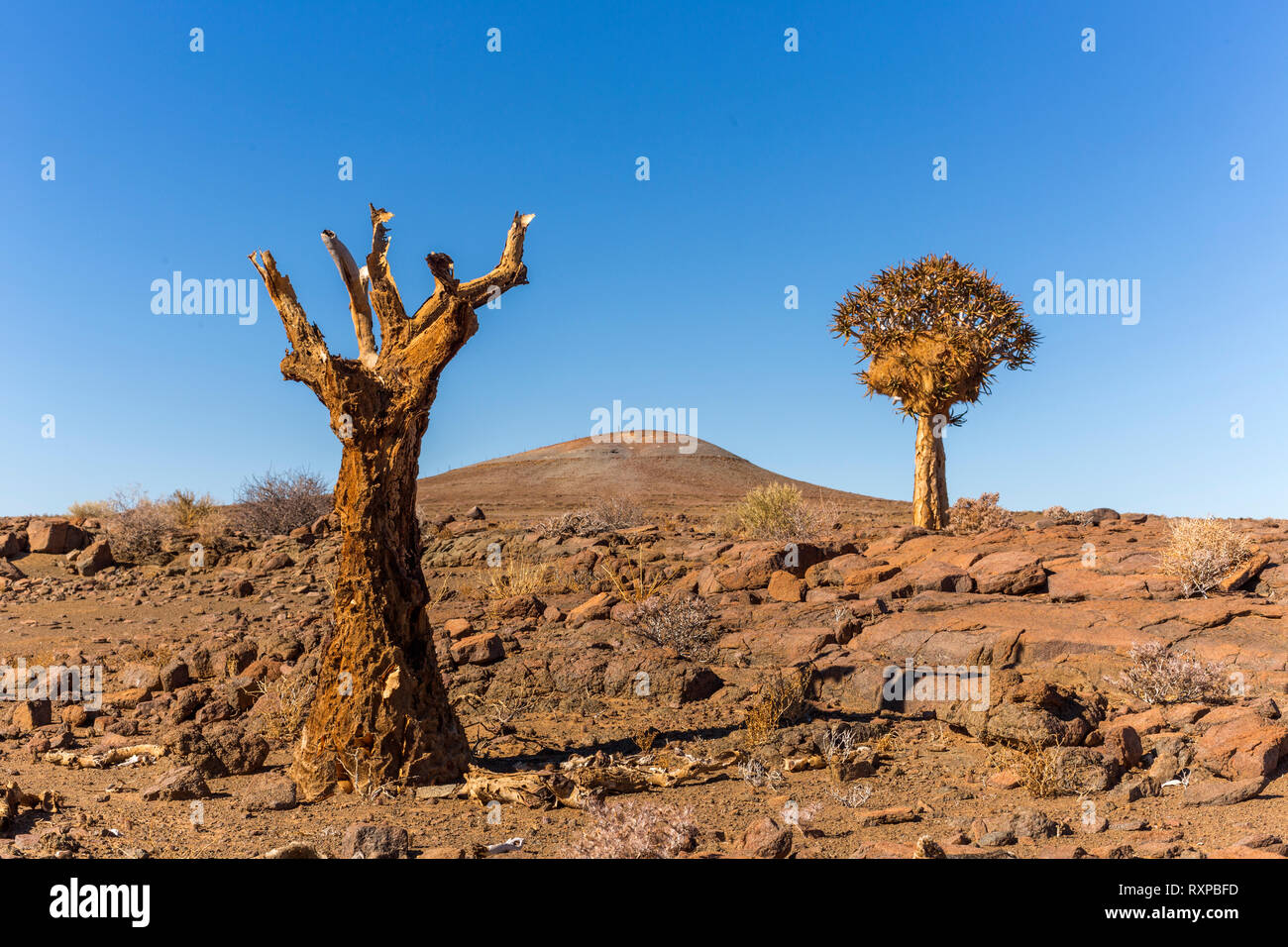 Dead and alive quiver tree Stock Photo - Alamy