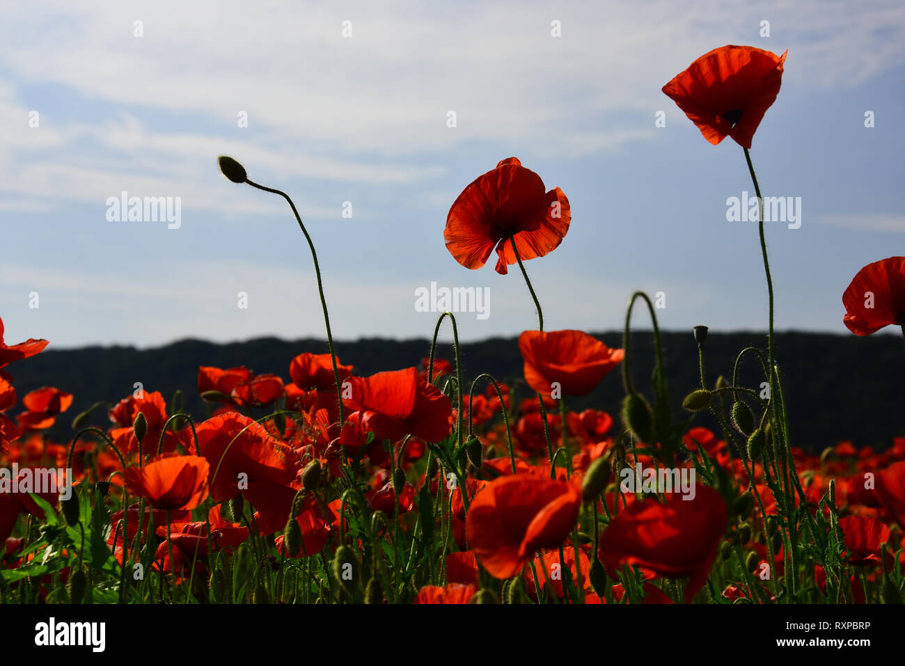 Summer and spring, landscape, poppy seed Stock Photo - Alamy
