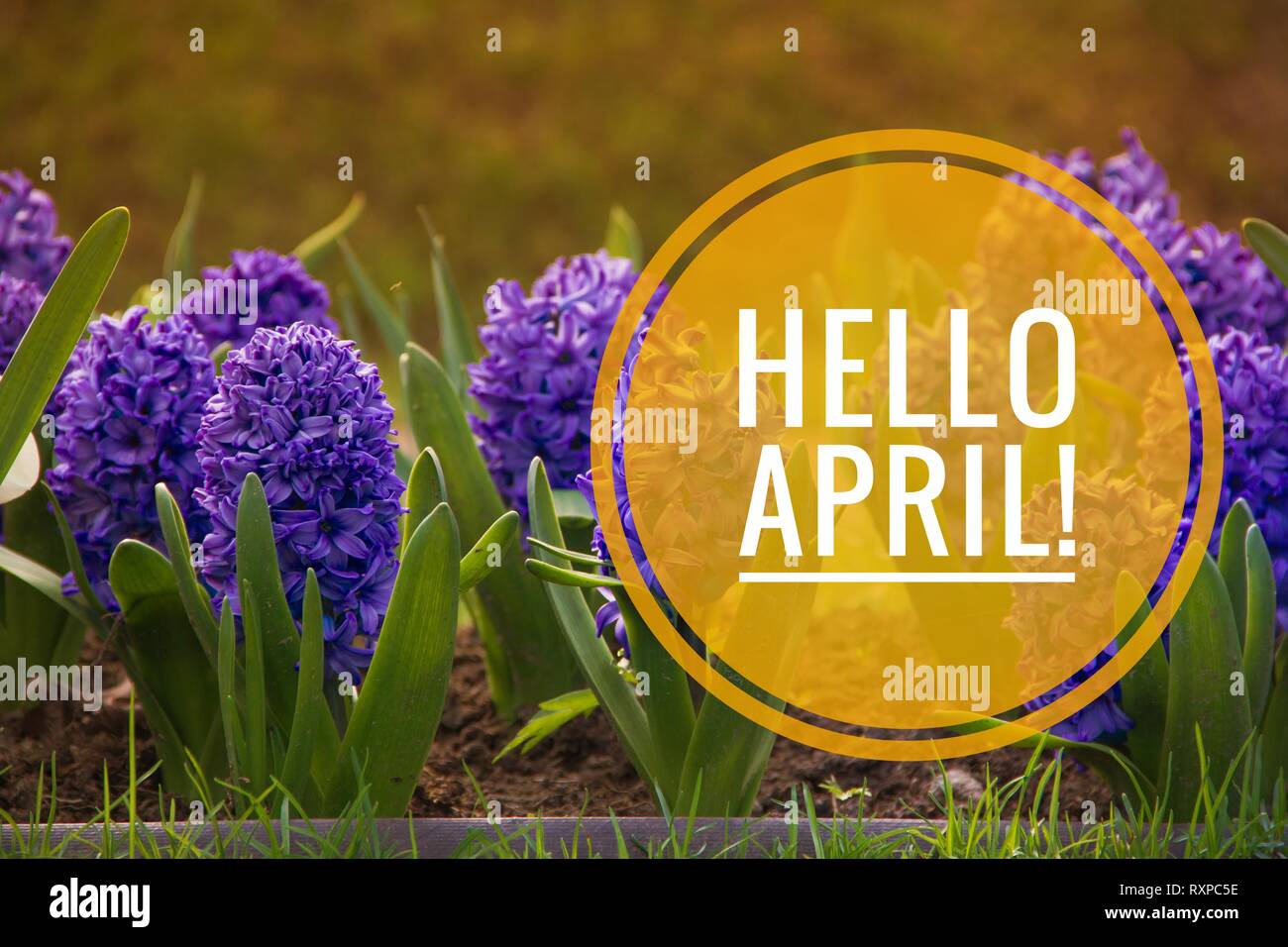 Banner hello april. Hi spring. Hello April. Welcome card We are waiting ...