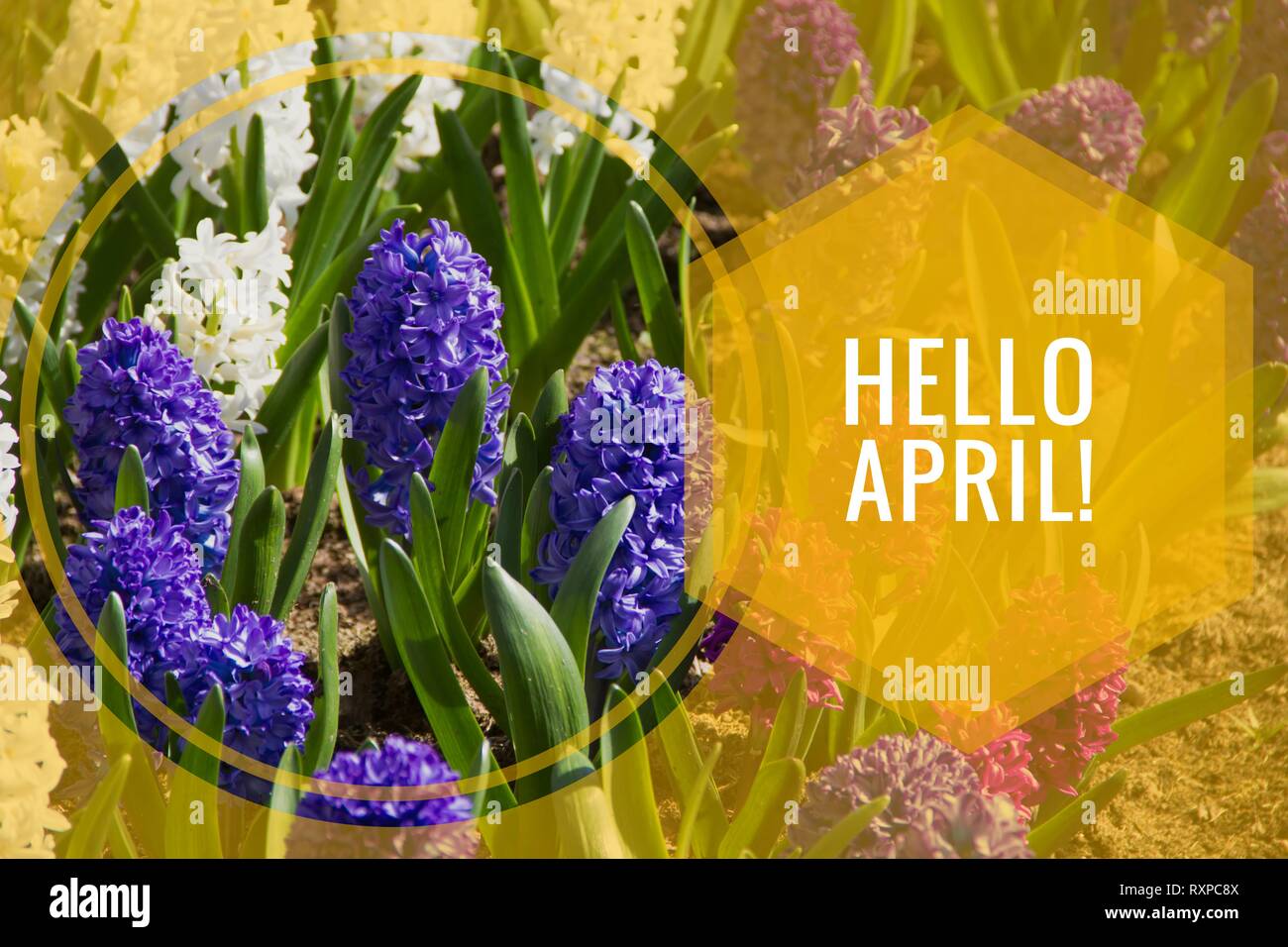 Banner hello april. Hi spring. Hello April. Welcome card We are waiting ...