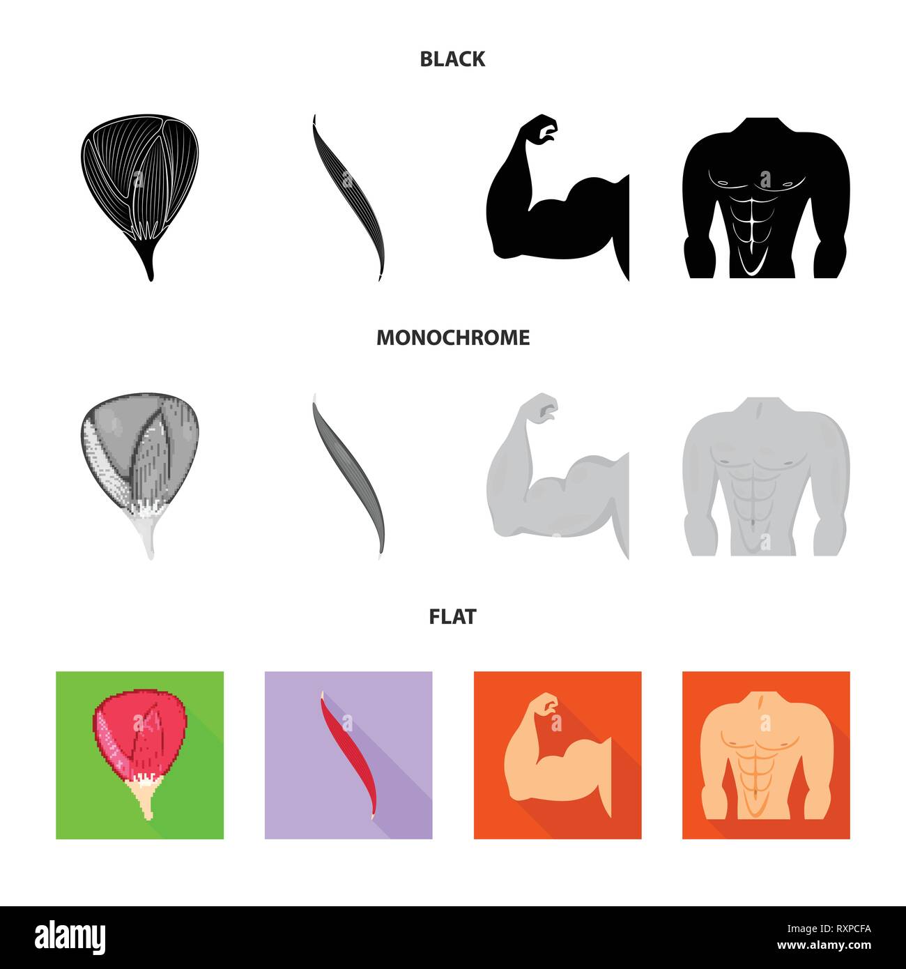 Vector design of fiber and muscular icon. Collection of fiber and body ...