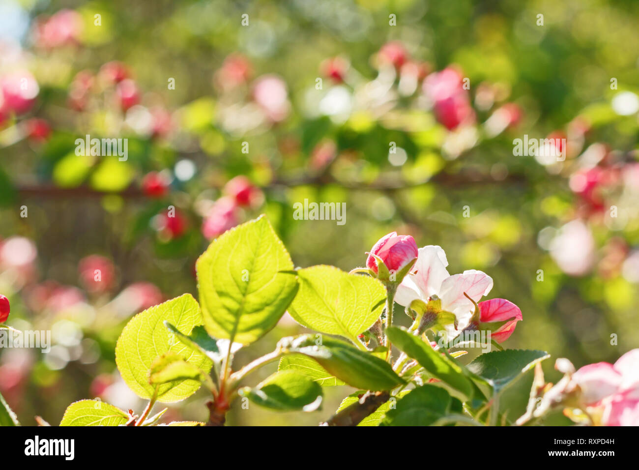 Closeup flowering apple tree hi-res stock photography and images - Alamy