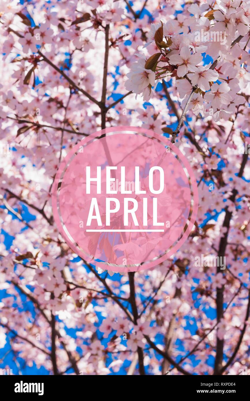 Banner hello april. Hi spring. Hello April. Welcome card We are waiting ...